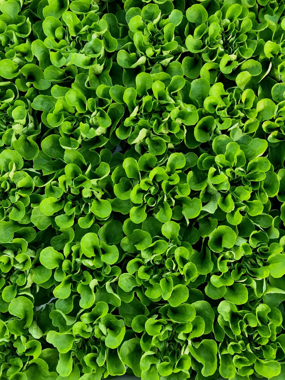 Fresh Heads Farm Shop — Ontario Sustainable Agriculture