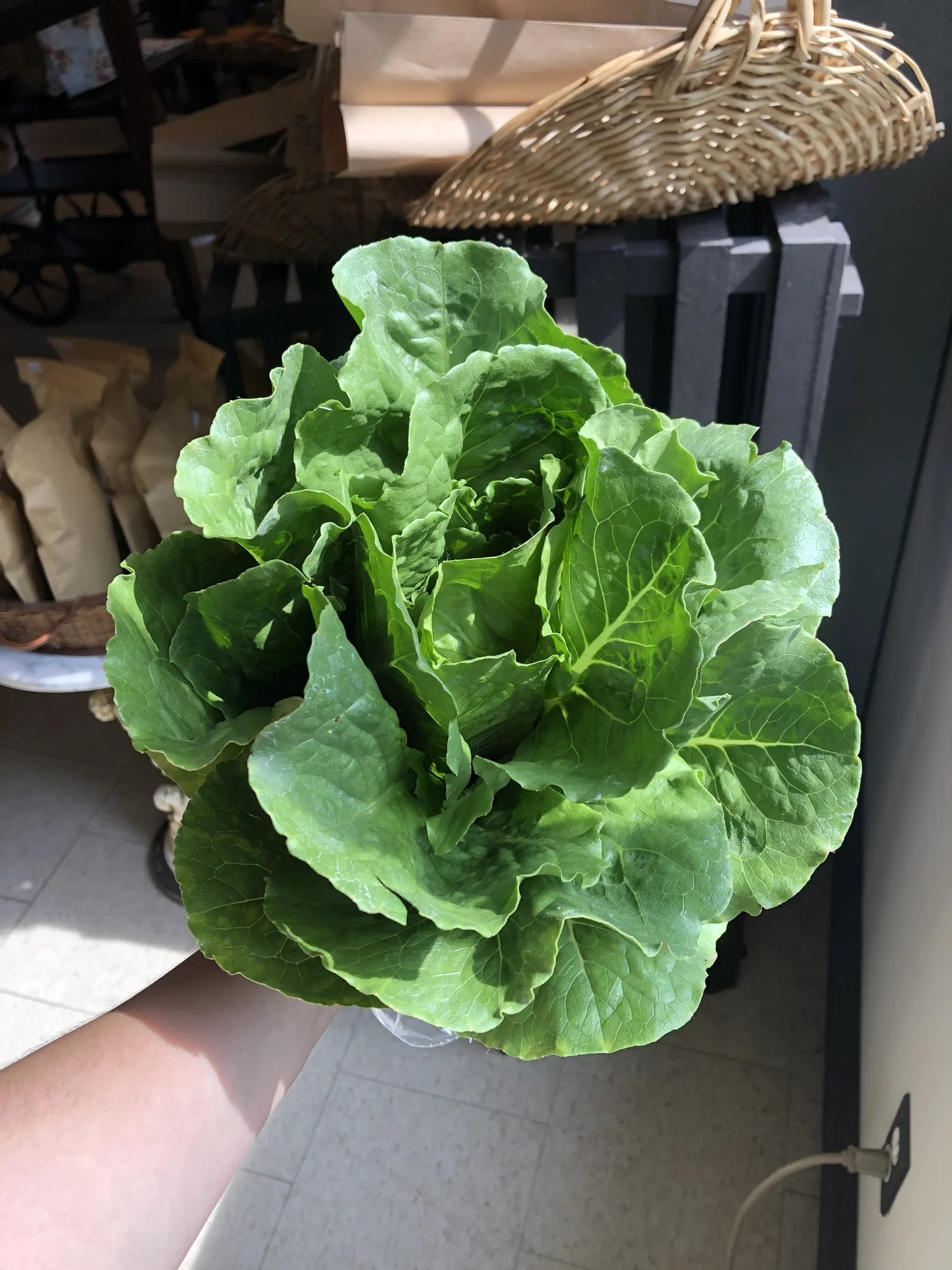 Fresh Heads Farm Shop — Ontario Sustainable Agriculture