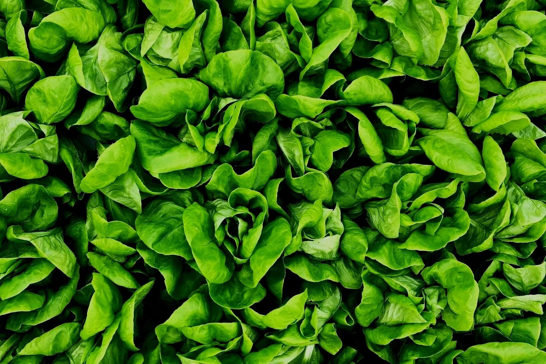 Fresh Heads Farm Shop — Ontario Sustainable Agriculture