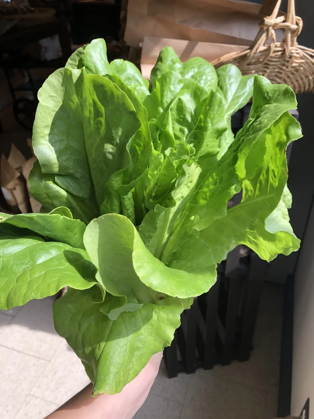 Fresh Heads Farm Shop — Ontario Sustainable Agriculture