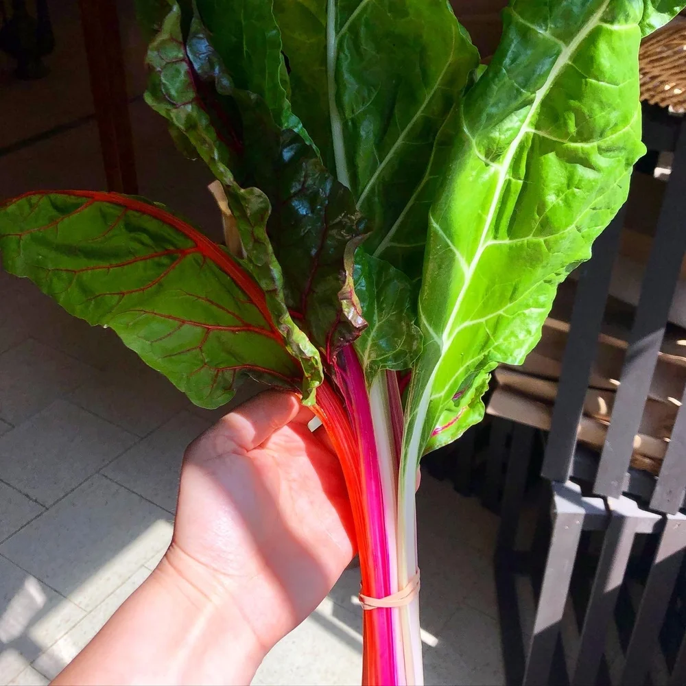 Fresh Heads Farm Shop — Ontario Sustainable Agriculture
