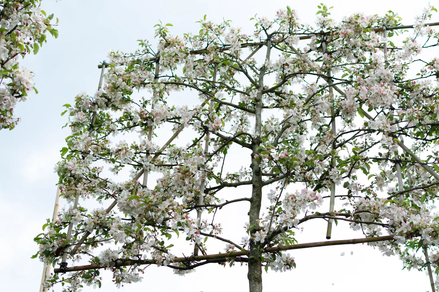 Stock — LADYBROOK NURSERY