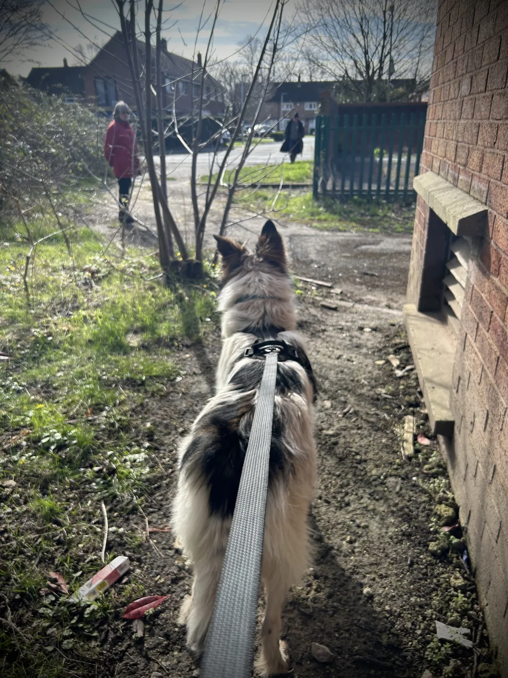 Mantrailing — The Crafty Canine - Dog Training