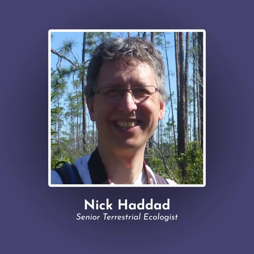 Nick Haddad: "Insects - A Silent Extinction” | The Great Simplification