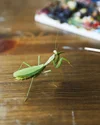 Lemon Miniatures — Insects