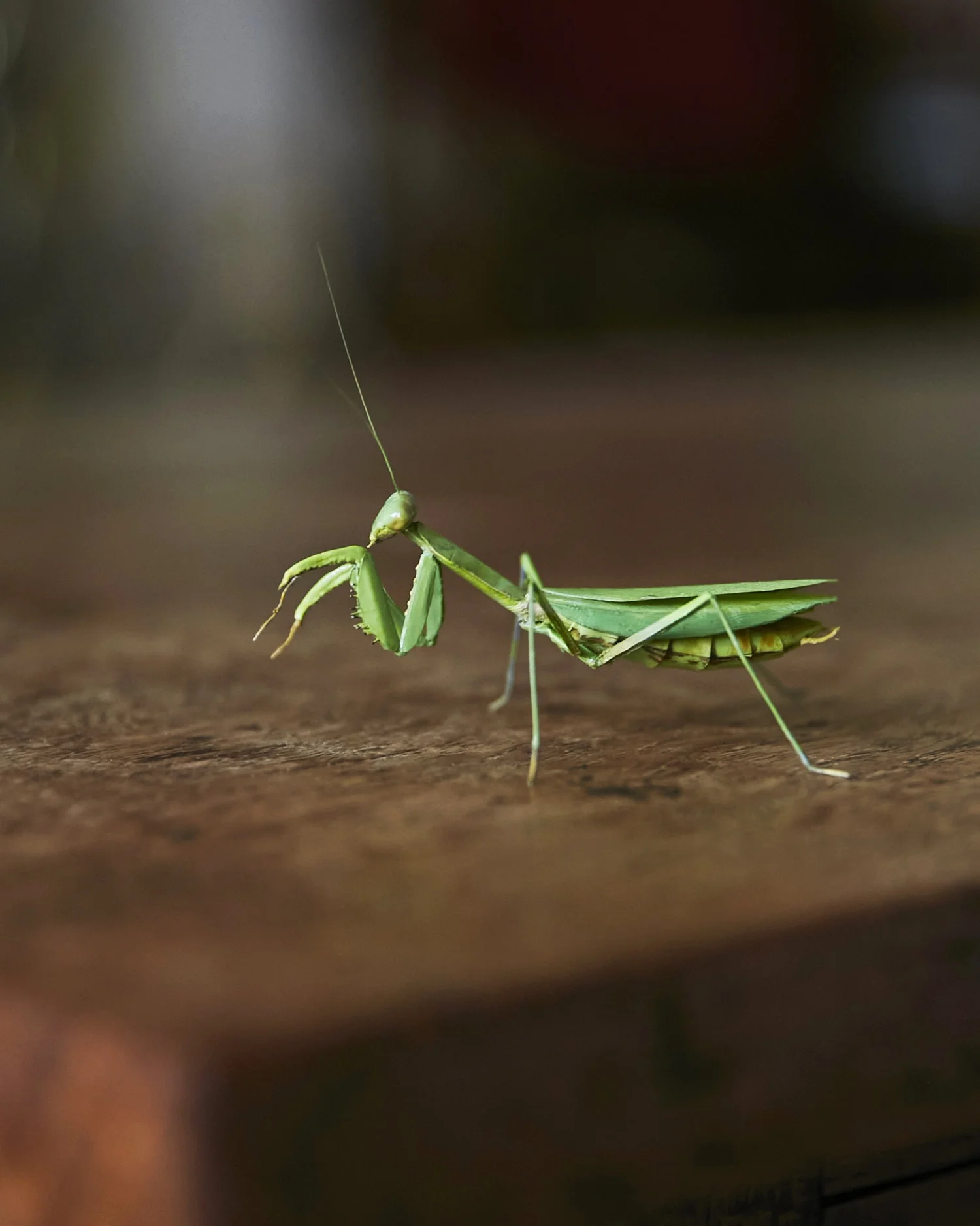 Lemon Miniatures — Insects