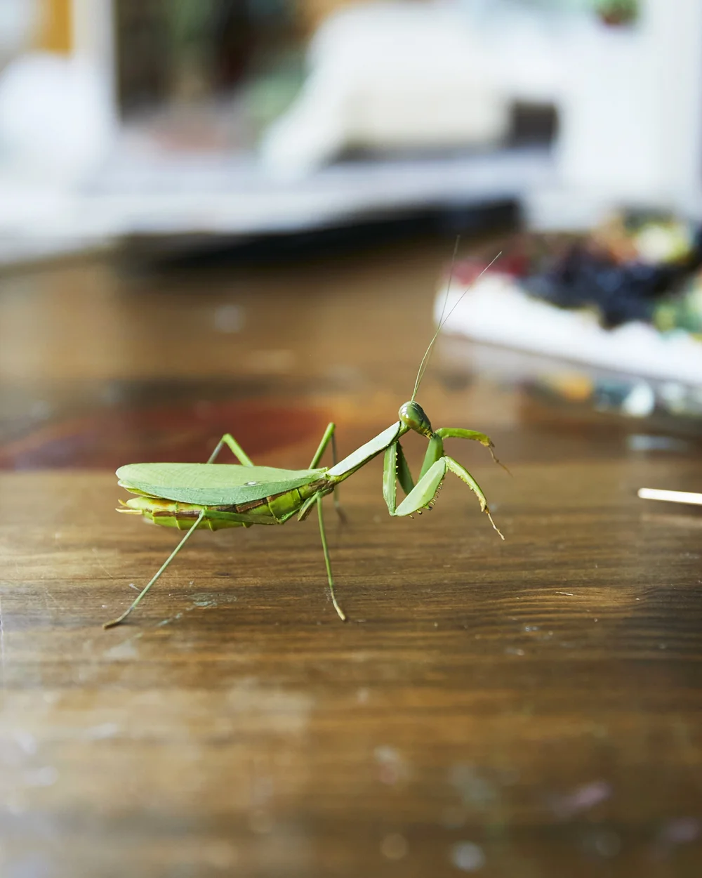 Lemon Miniatures — Insects