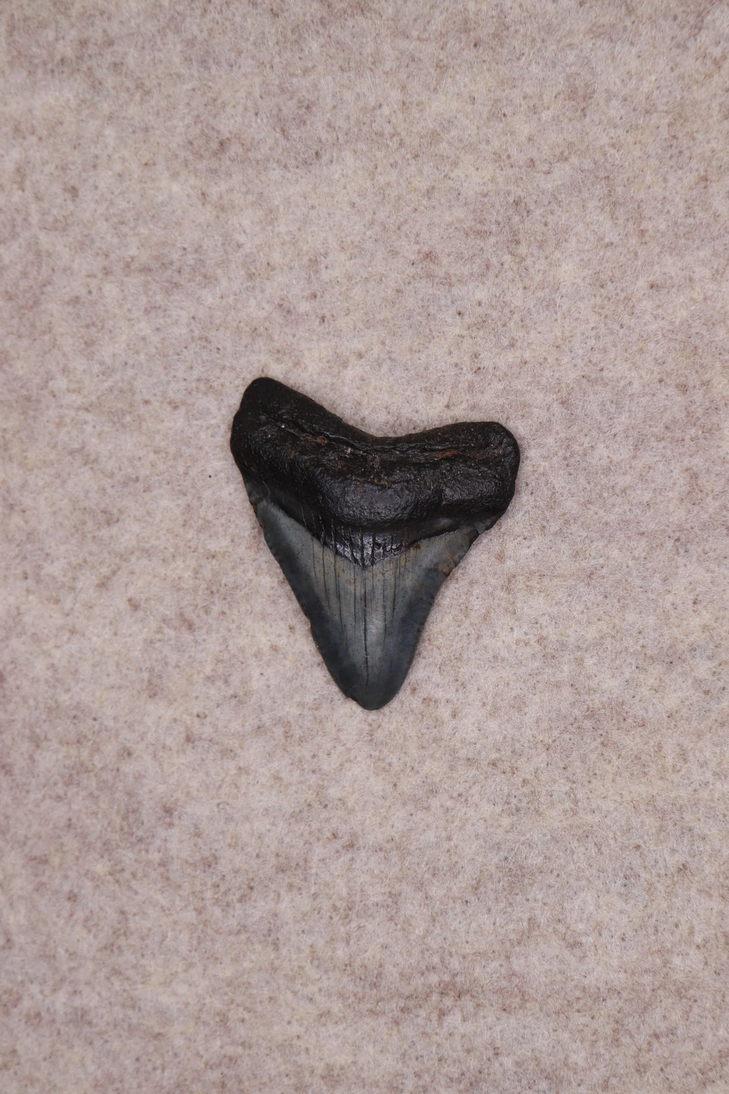 1.64 inch baby Megalodon tooth — Breaking the Surface
