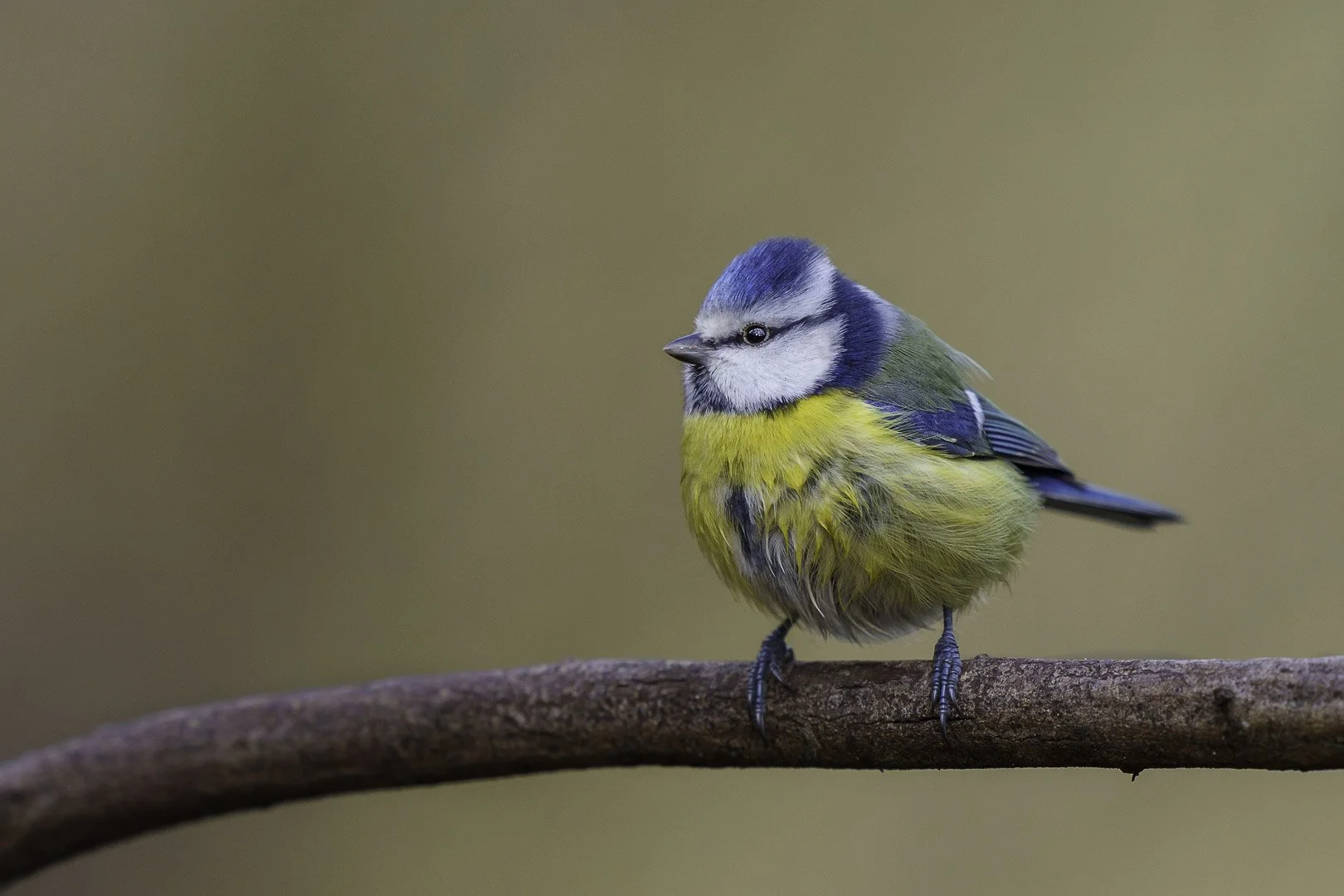 Blauer Vogel in Deutschland — Wildenatur.com