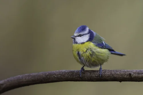 Native Birds of Germany — Wildenatur.com