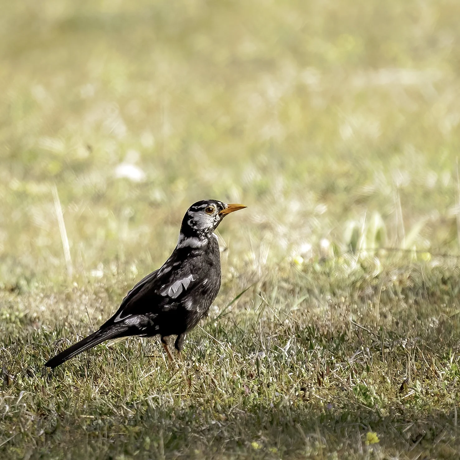 Common blackbird (Turdus merula) — Wildenatur.com