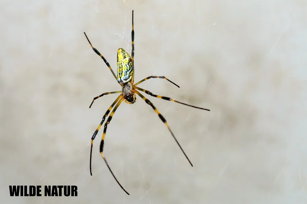 Trichonephila clavata or Joro-spider — Wildenatur.com