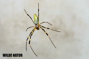 Trichonephila clavata or Joro-spider — Wildenatur.com