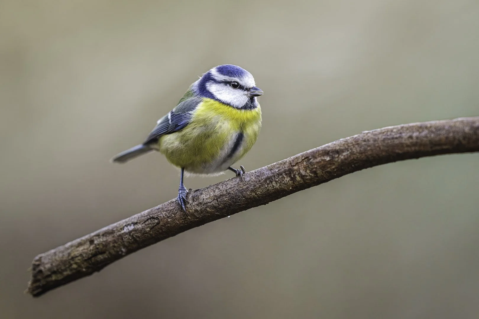 Die 13 häufigsten Gartenvögel in Deutschland — Wildenatur.com