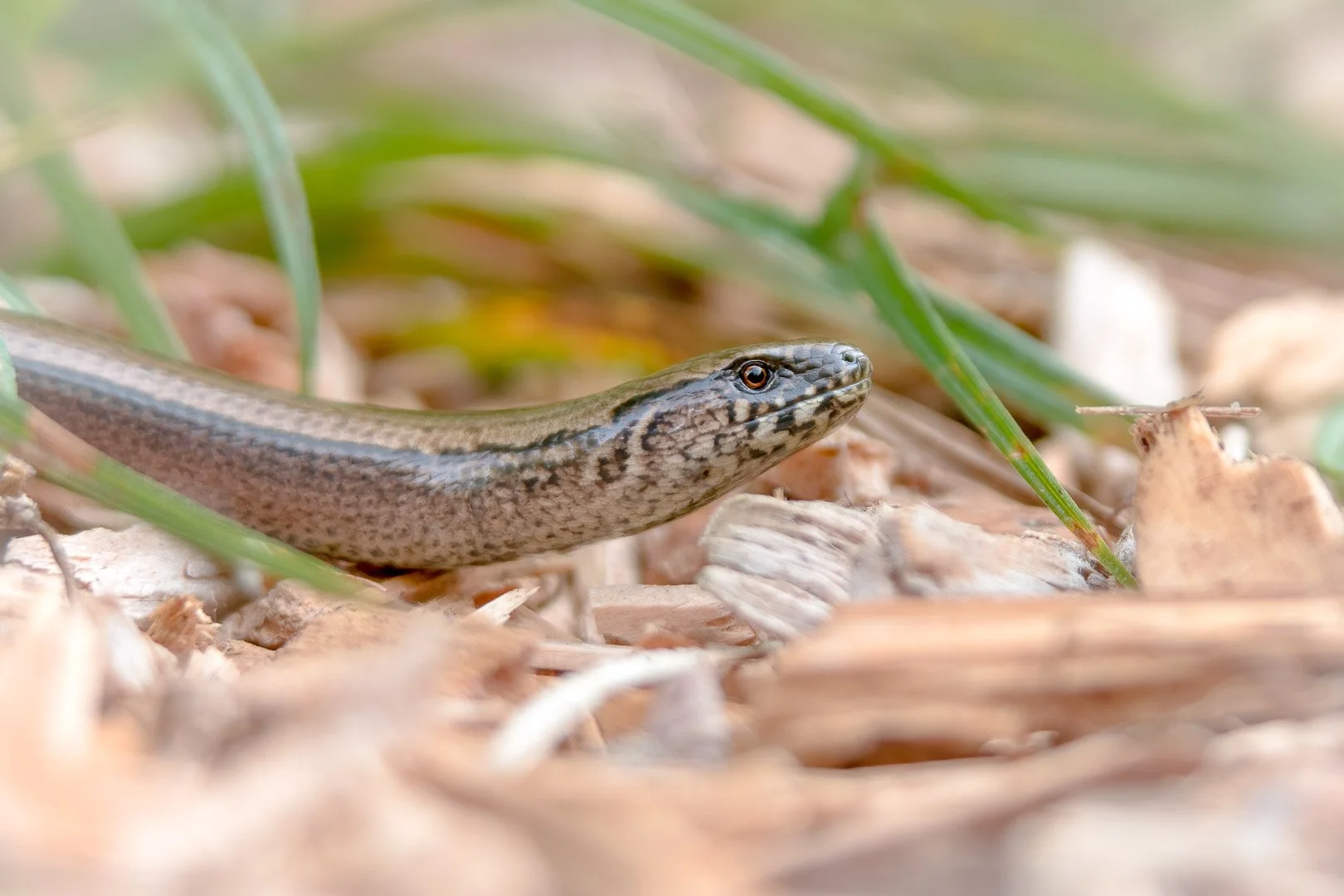 Blindschleiche (Anguis fragilis) — Wildenatur.com