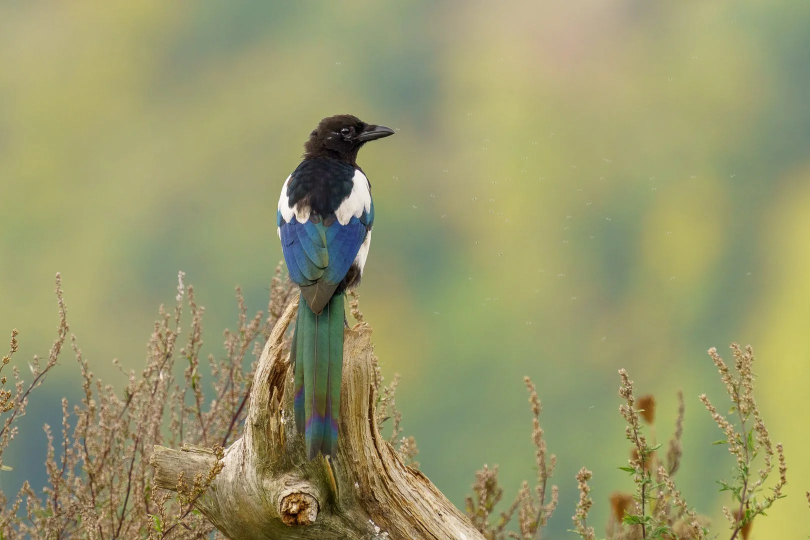 Eurasian magpie (Pica pica) — Wildenatur.com