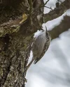 Native Birds of Germany — Wildenatur.com
