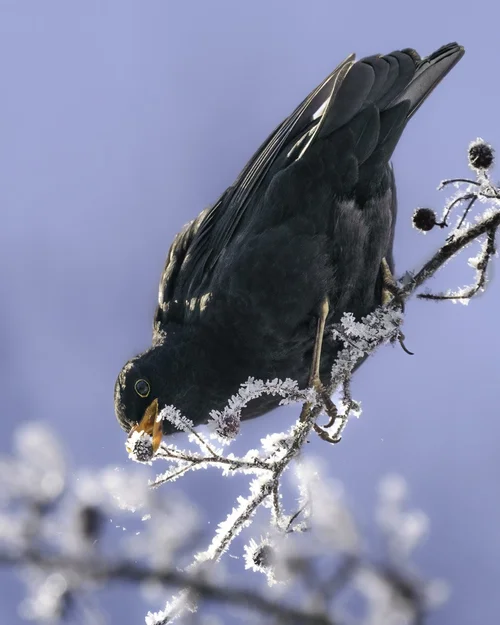 Common blackbird (Turdus merula) — Wildenatur.com