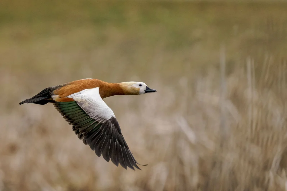 Ruddy Shelduck: Features, Habitat & Breeding — Wildenatur.com