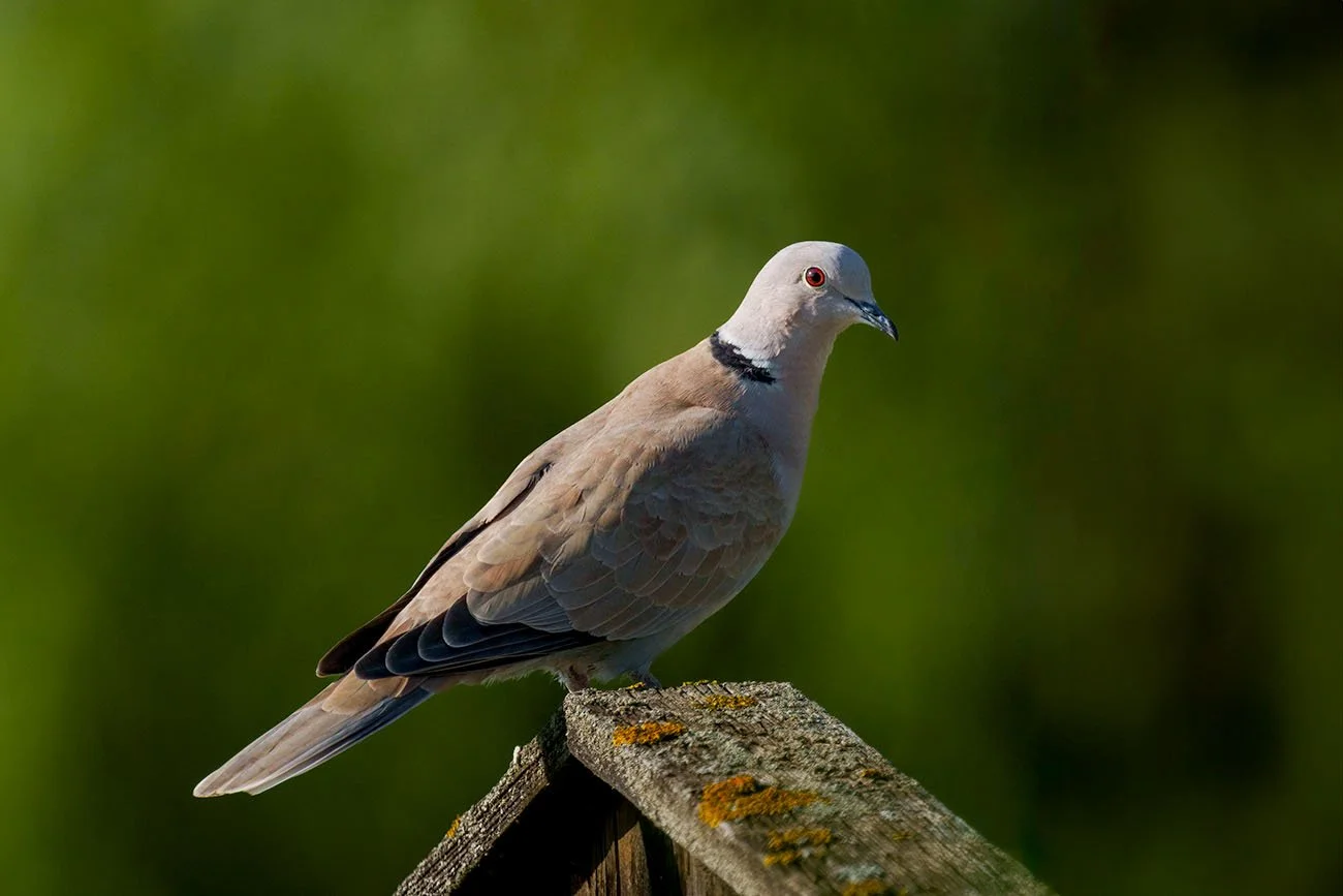 Eurasian Collared Dove: Features & Habitat — Wildenatur.com