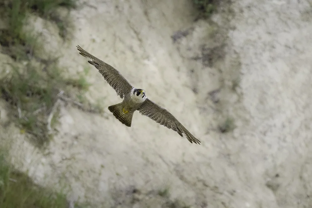 Wanderfalke: Merkmale, Lebensraum und Jagd — Wildenatur.com
