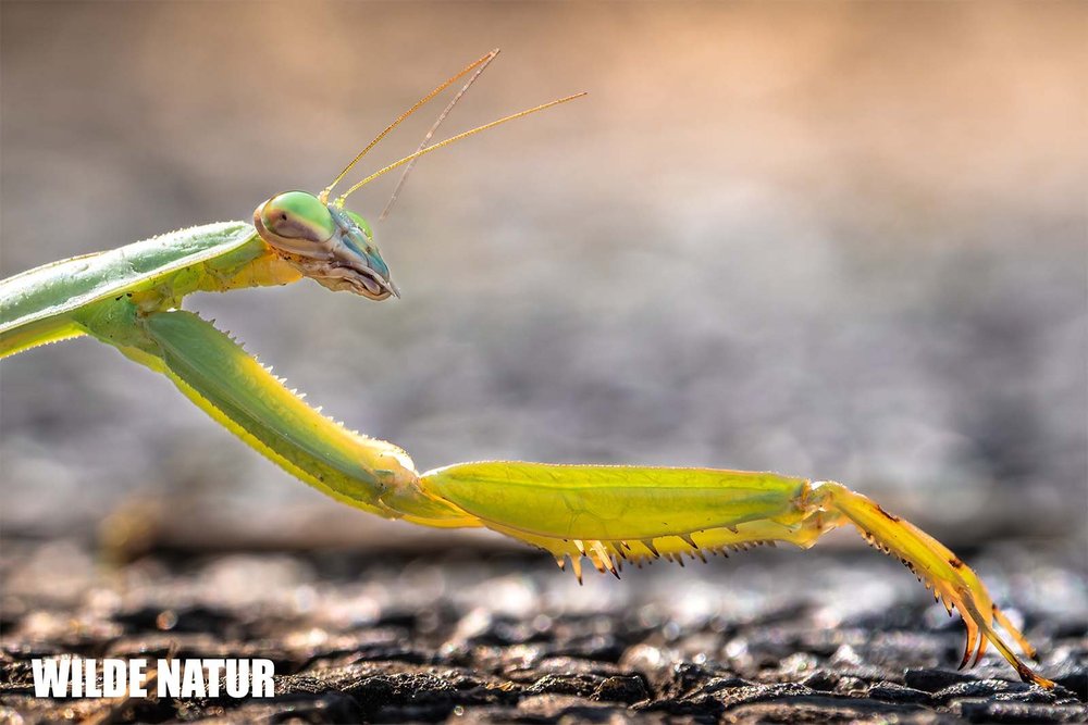 Japanese giant mantis (Tenodera aridifolia) — Wildenatur.com