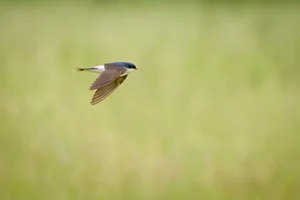 House Martin: Lifestyle, Appearance, Facts & more — Wildenatur.com