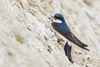 Mehlschwalbe: Lebensweise, Aussehen & Fakten — Wildenatur.com