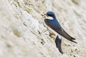 Mehlschwalbe: Lebensweise, Aussehen & Fakten — Wildenatur.com