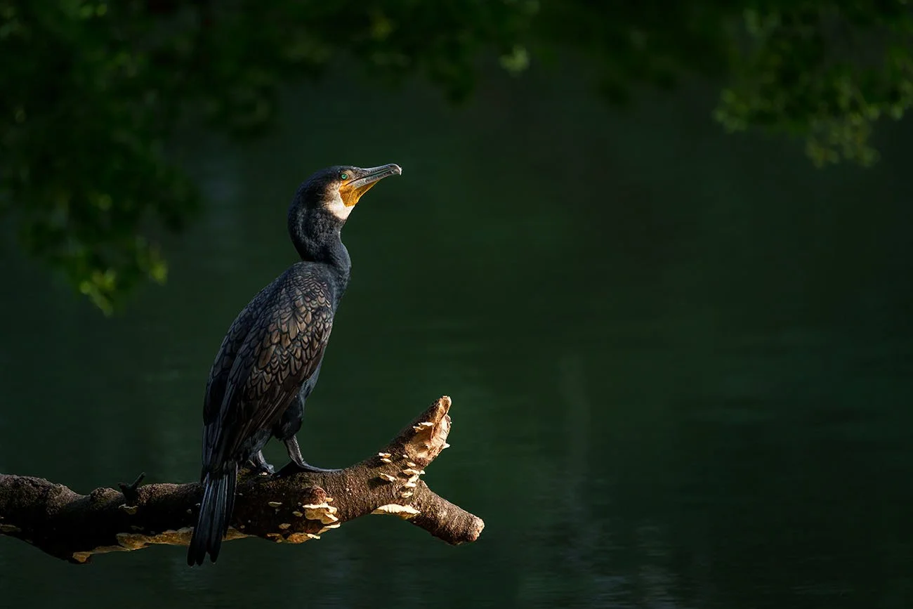 Kormoran: Der elegante Fischjäger der Gewässer — Wildenatur.com