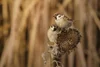 Native Birds of Germany — Wildenatur.com