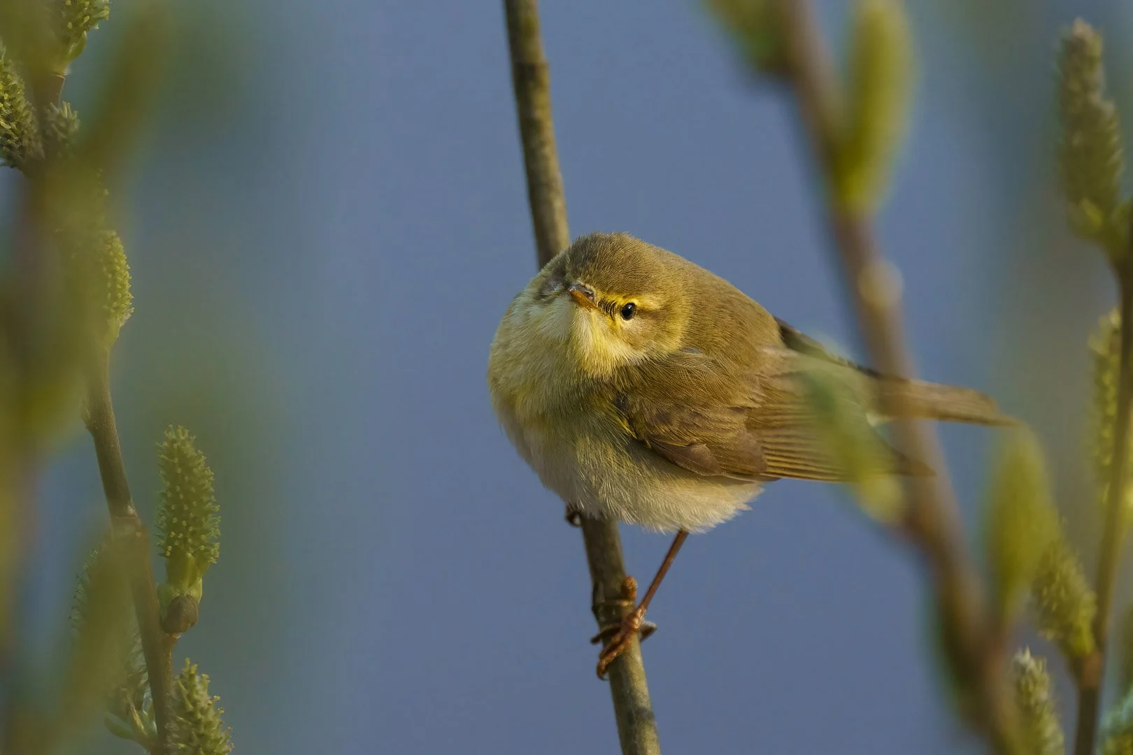 Heimische Vögel in Deutschland — Wildenatur.com