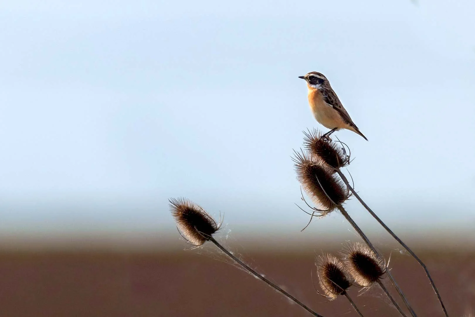 Native Birds of Germany — Wildenatur.com