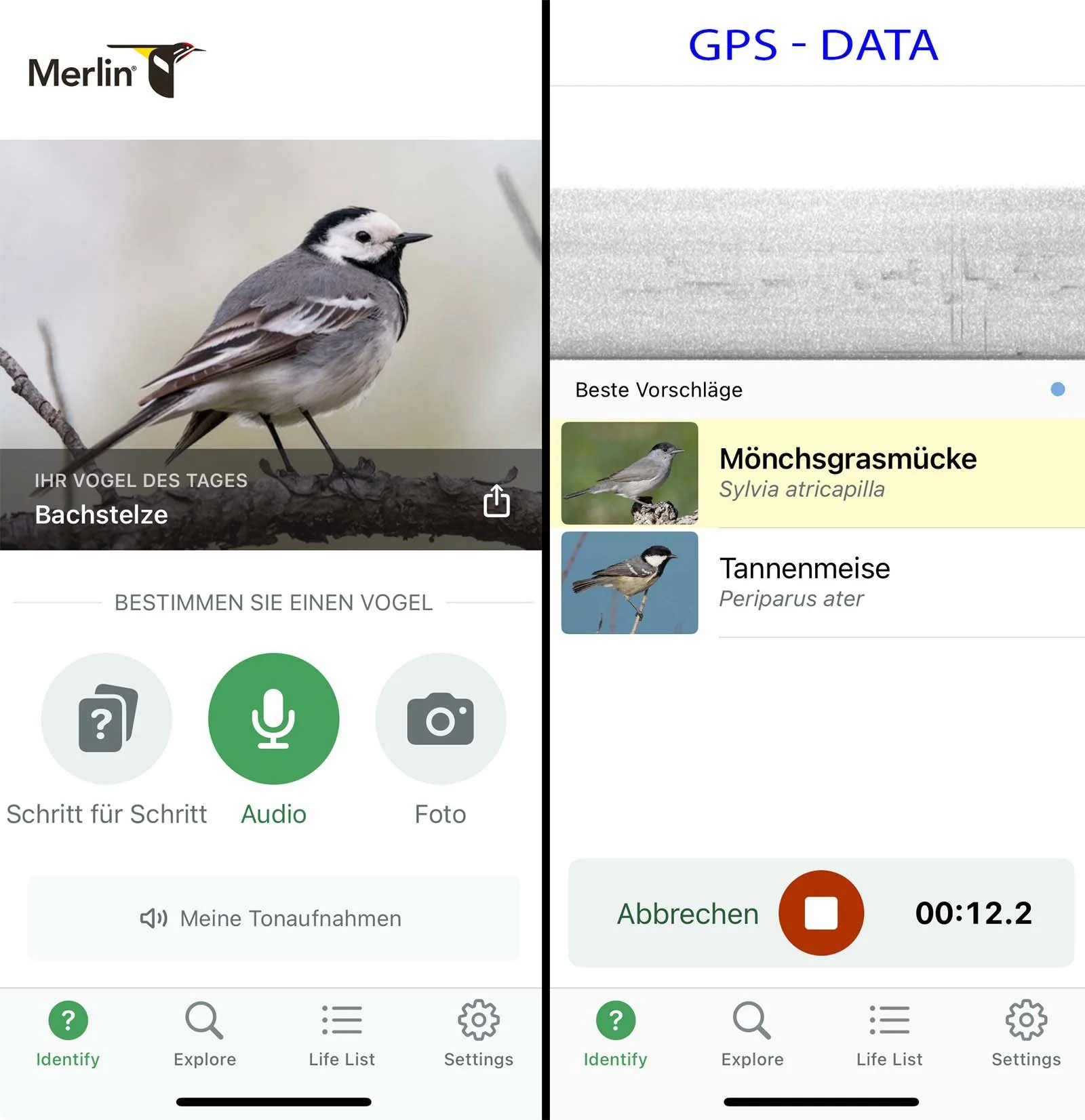 Vogelstimmen App zur Artenbestimmung - Merlin Bird ID — Wildenatur.com