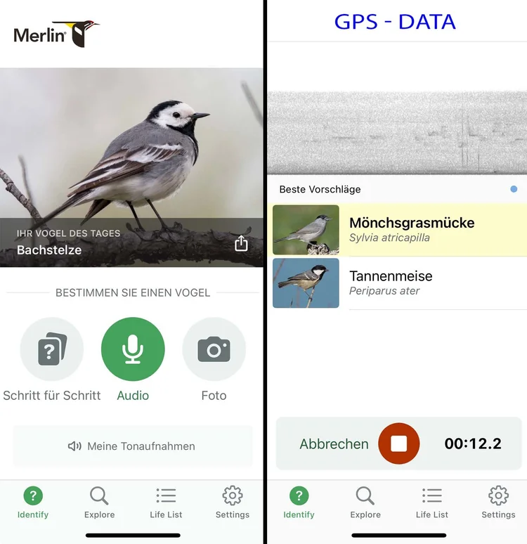 Vogelstimmen App zur Artenbestimmung - Merlin Bird ID — Wildenatur.com