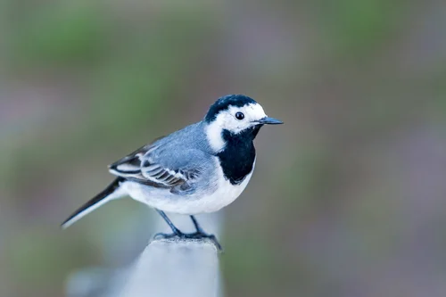 Native Birds of Germany — Wildenatur.com