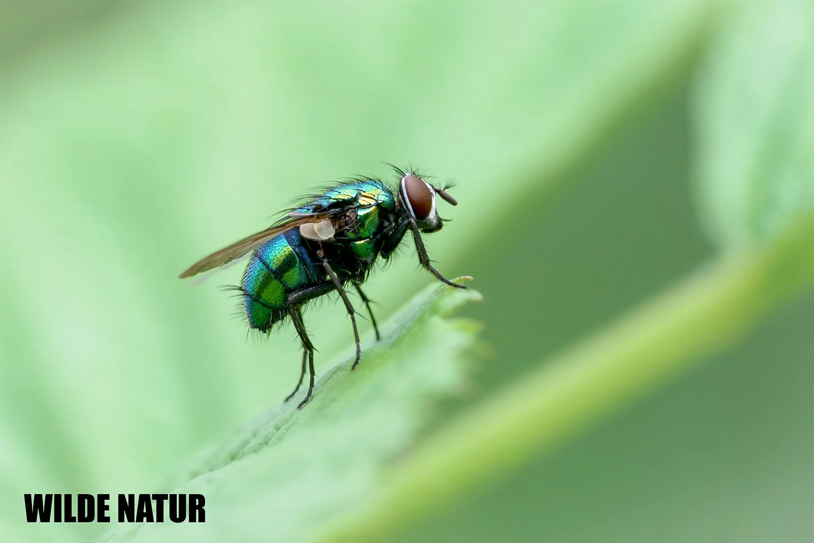 Common green bottle fly (Lucilia sericata) — Wildenatur.com