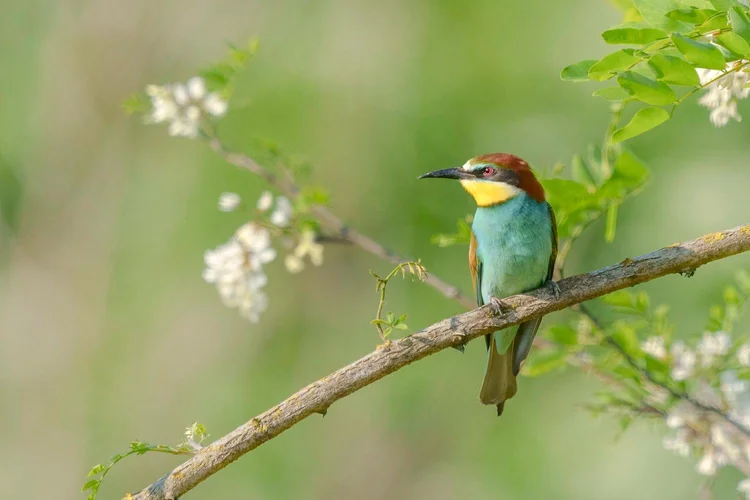 Native Birds of Germany — Wildenatur.com