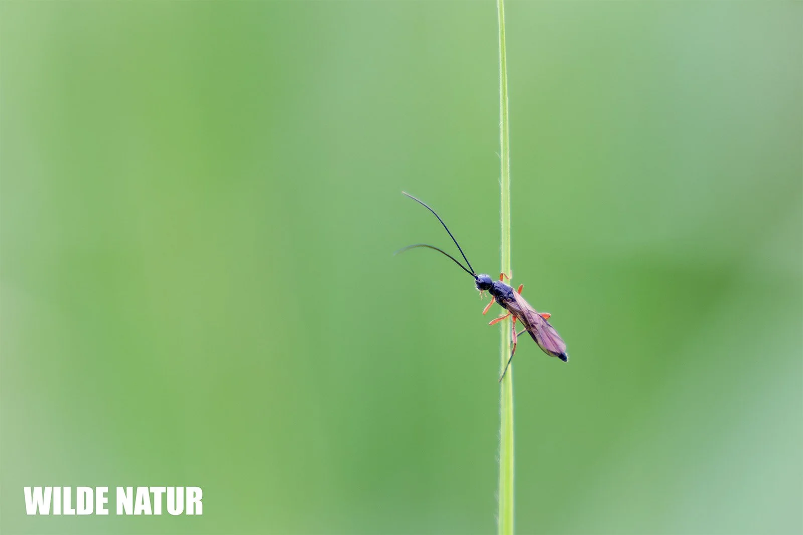 Braconid Wasps (Braconidae) — Wildenatur.com