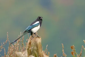 Native Birds of Germany — Wildenatur.com
