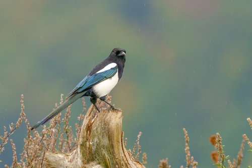 Native Birds of Germany — Wildenatur.com
