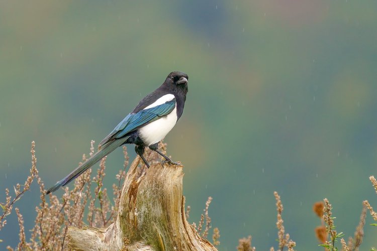Native Birds of Germany — Wildenatur.com
