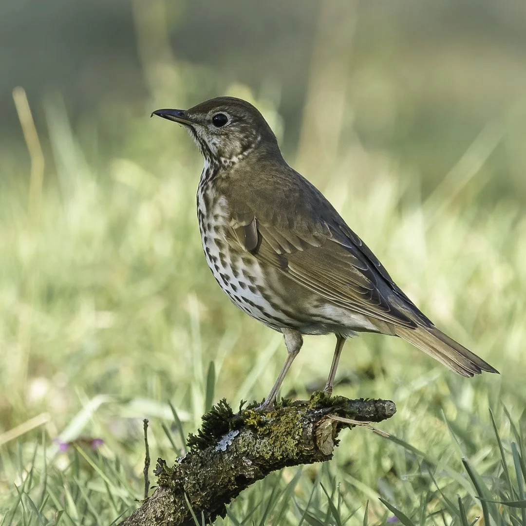 Song Thrush: Spotted Singer of Woodlands — Wildenatur.com