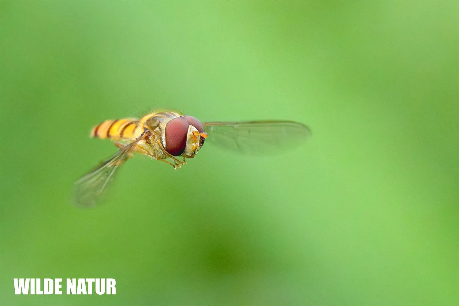 Marmalade Hoverfly (Episyrphus balteatus) — Wildenatur.com
