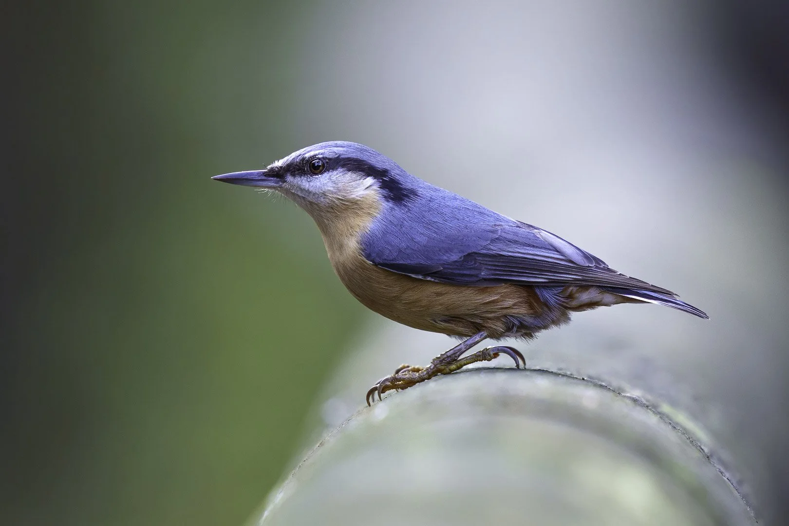 Blauer Vogel in Deutschland — Wildenatur.com