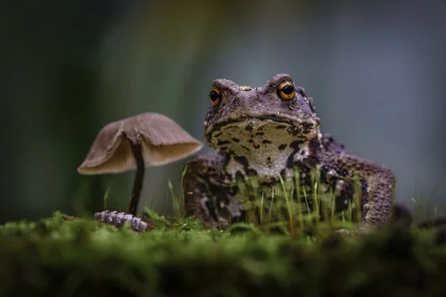 Japanese common toad (Bufo japonicus formosus) — Wildenatur.com