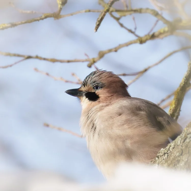 Native Birds of Germany — Wildenatur.com