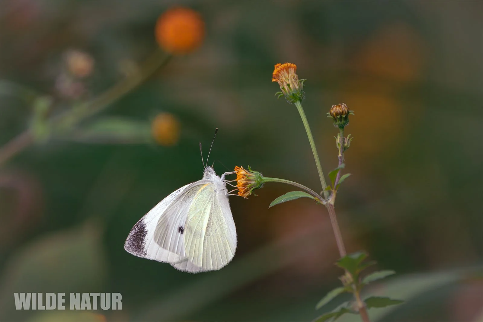 Kleine Kohlweißling (Pieris rapae) — Wildenatur.com