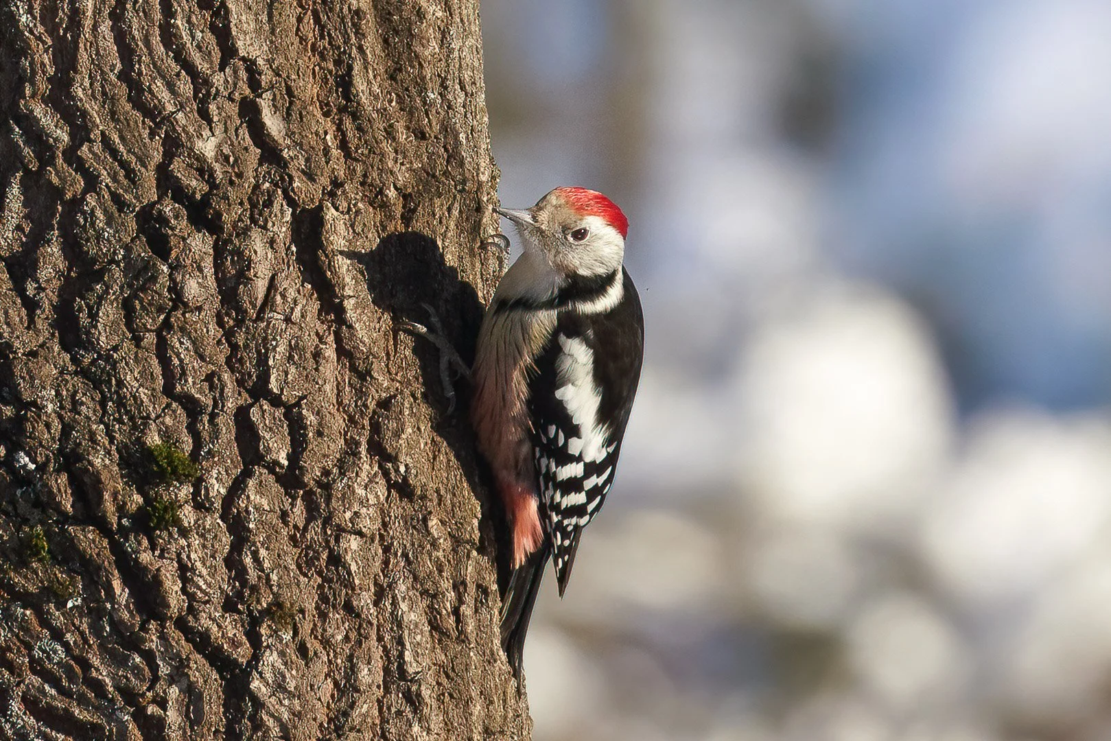 Native Birds of Germany — Wildenatur.com