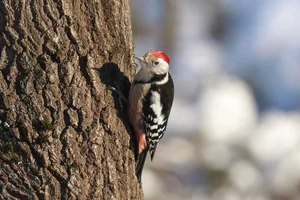Native Birds of Germany — Wildenatur.com